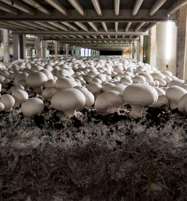 Area Mushroom Businesses Support WGFC - West Grove Fire Company